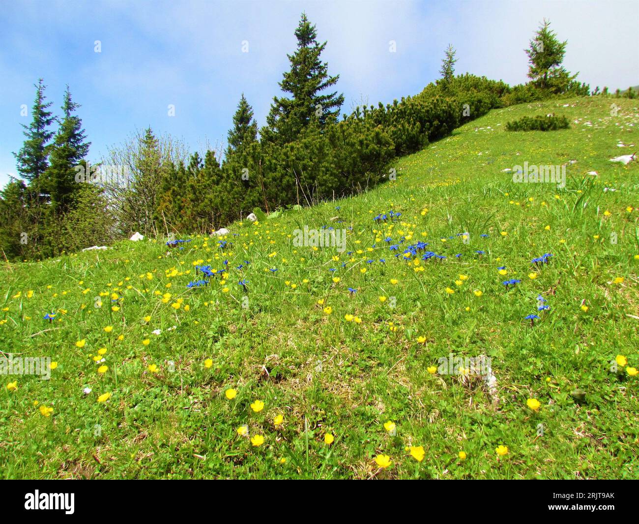 Colorful alpine meadow full of blooming wildflowers with blue spring ...