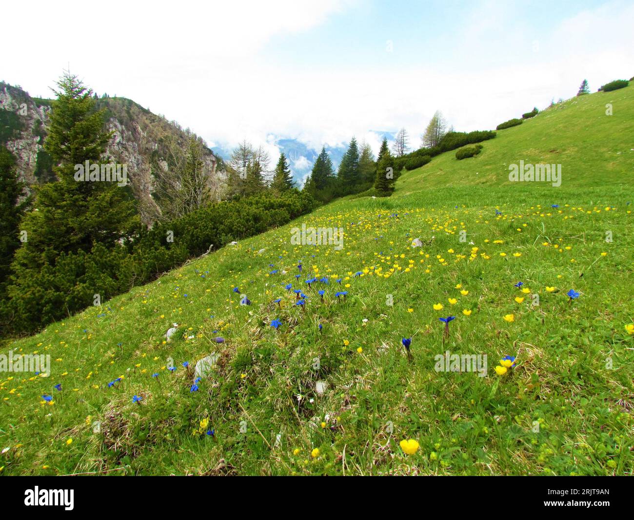 Colorful alpine meadow full of blooming wildflowers with blue spring ...