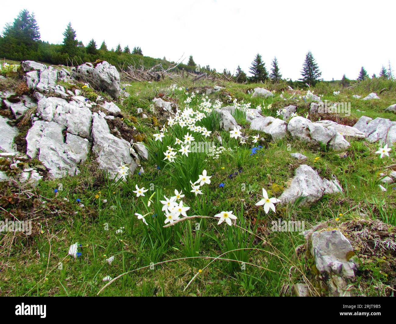 Narcissus rocks hi-res stock photography and images - Alamy