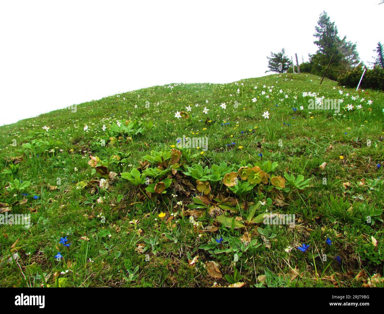 Field full pheasants eye hi-res stock photography and images - Alamy