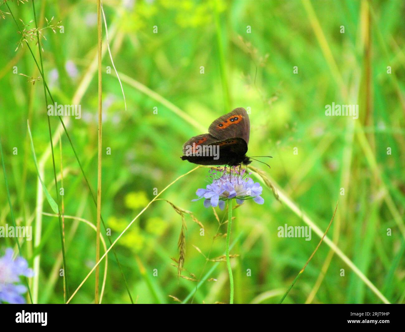 Scotch argus (Erebia aethiops) butterfly with brown wings and orange ...