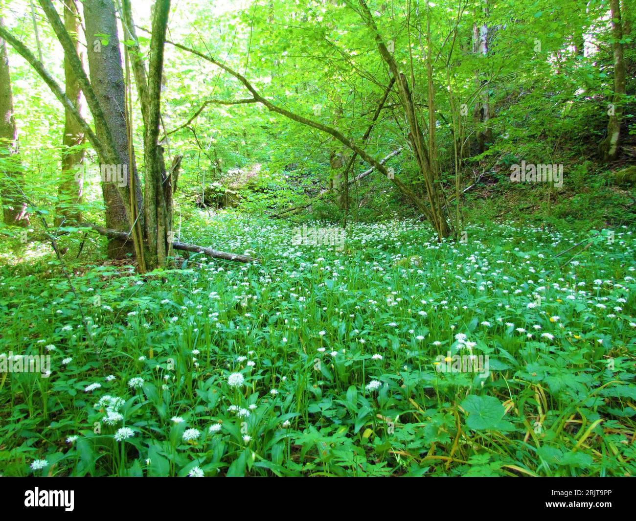 Field of white blooming wild garlic, ramsons, buckrams, broad-leaved ...