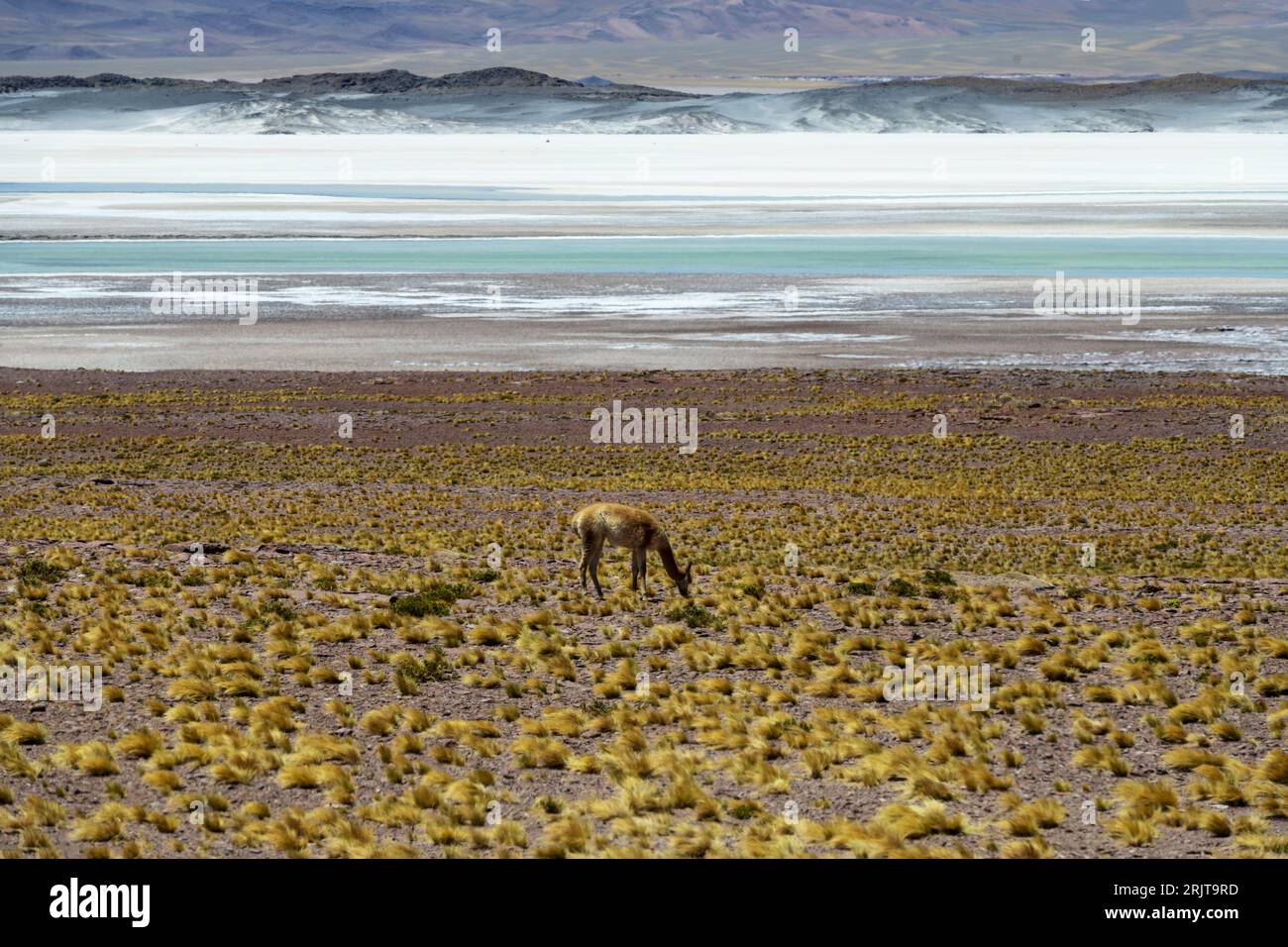 Vicuña grazing on the altiplano in Atacama desert Stock Photo - Alamy