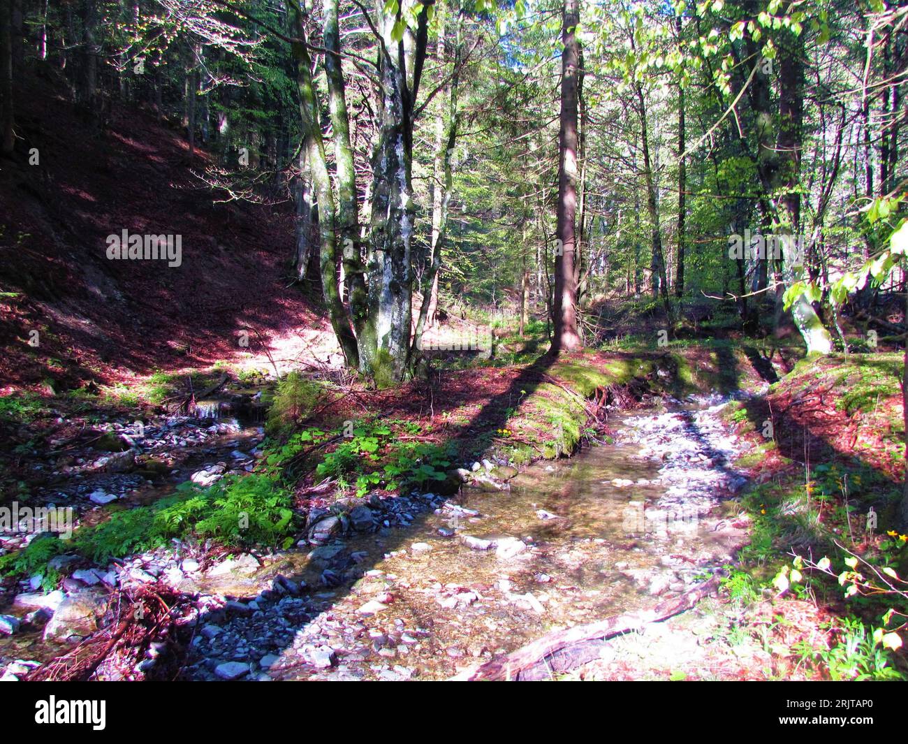 Stream flowing through a mixed conifer and broadleaf beech and spruce ...