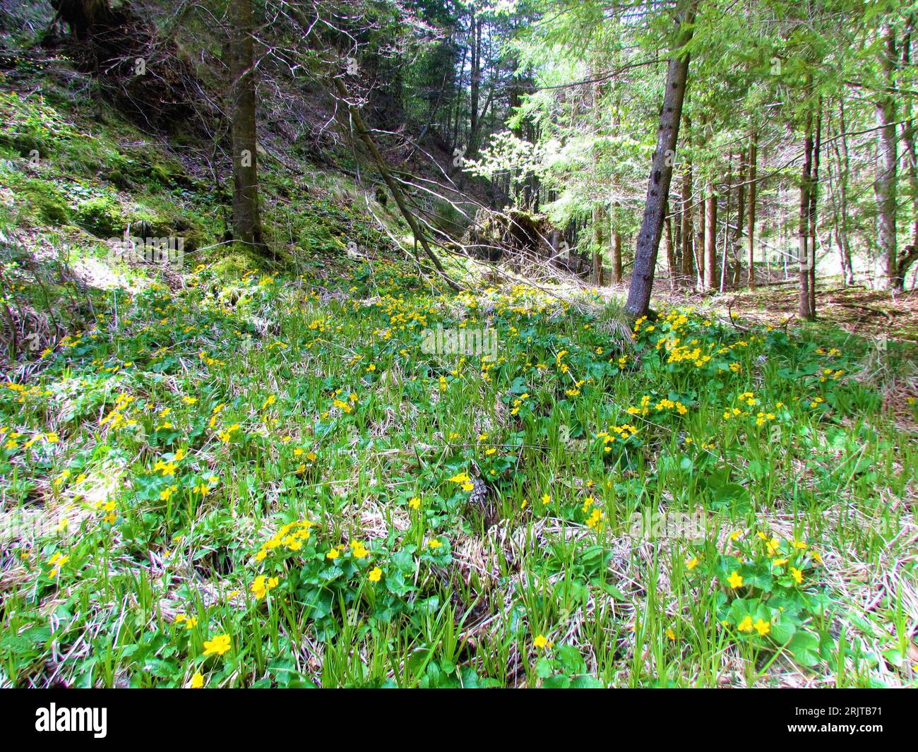 Yellow blooming marsh marigold or kingcup (Caltha palustris) flowers ...