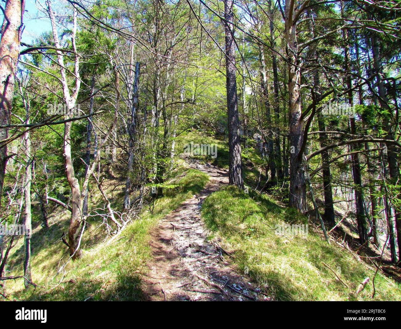 Mixed broadleaf and conifer forest of beech and pine in fresh green ...
