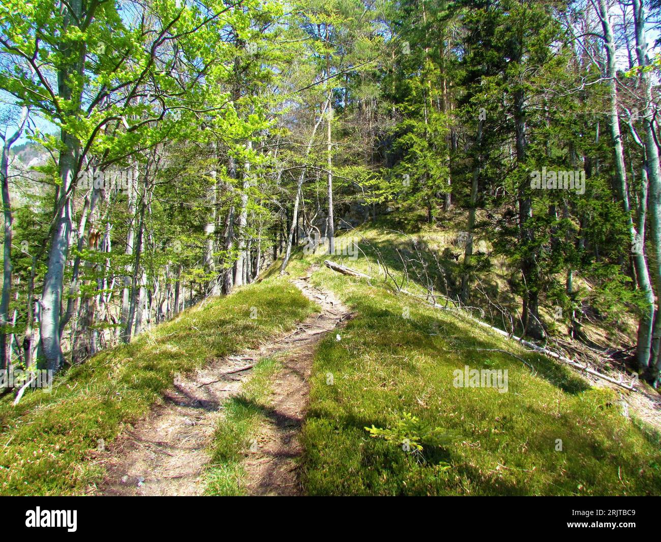 Mixed broadleaf and conifer forest of beech and spruce in bright green ...