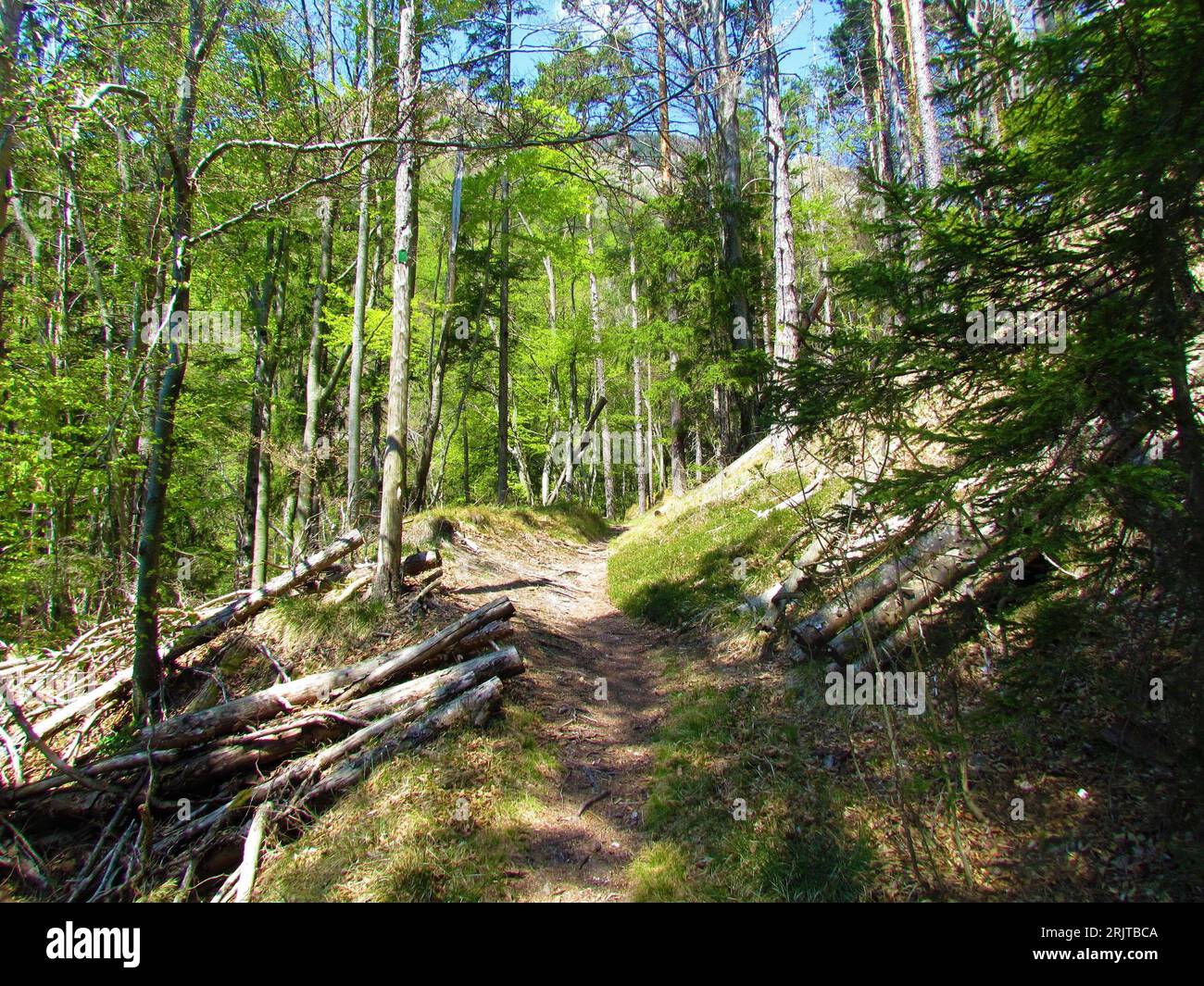 Foot trail leading through a mixed broadleaf and conifer forest in ...