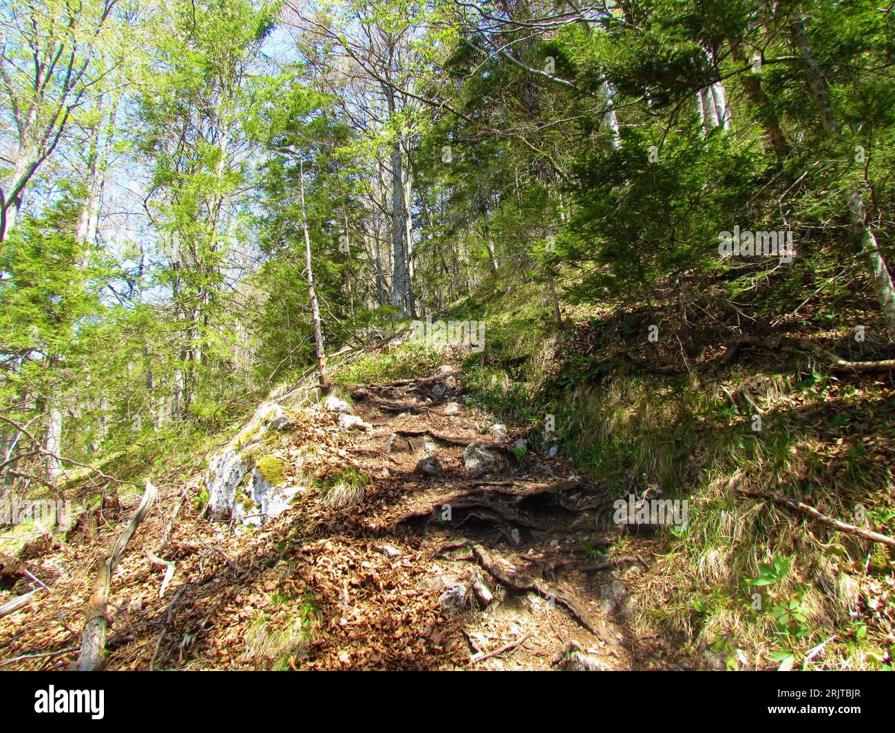 Mixed broadleaf and conifer forest of beech and spruce in bright green ...