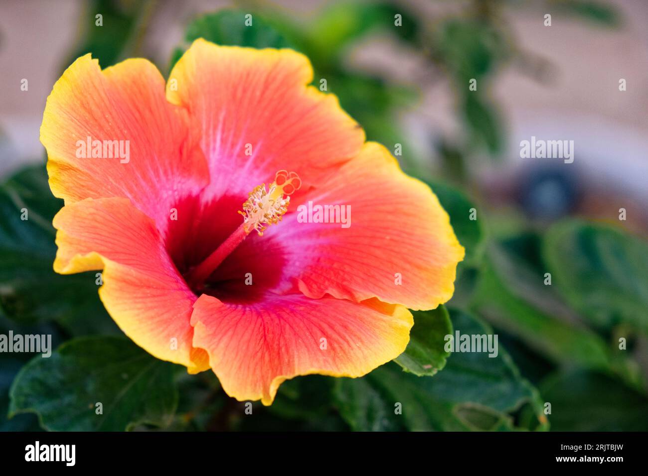 Intense Colors: The close-up reveals the intense and vibrant colors of ...