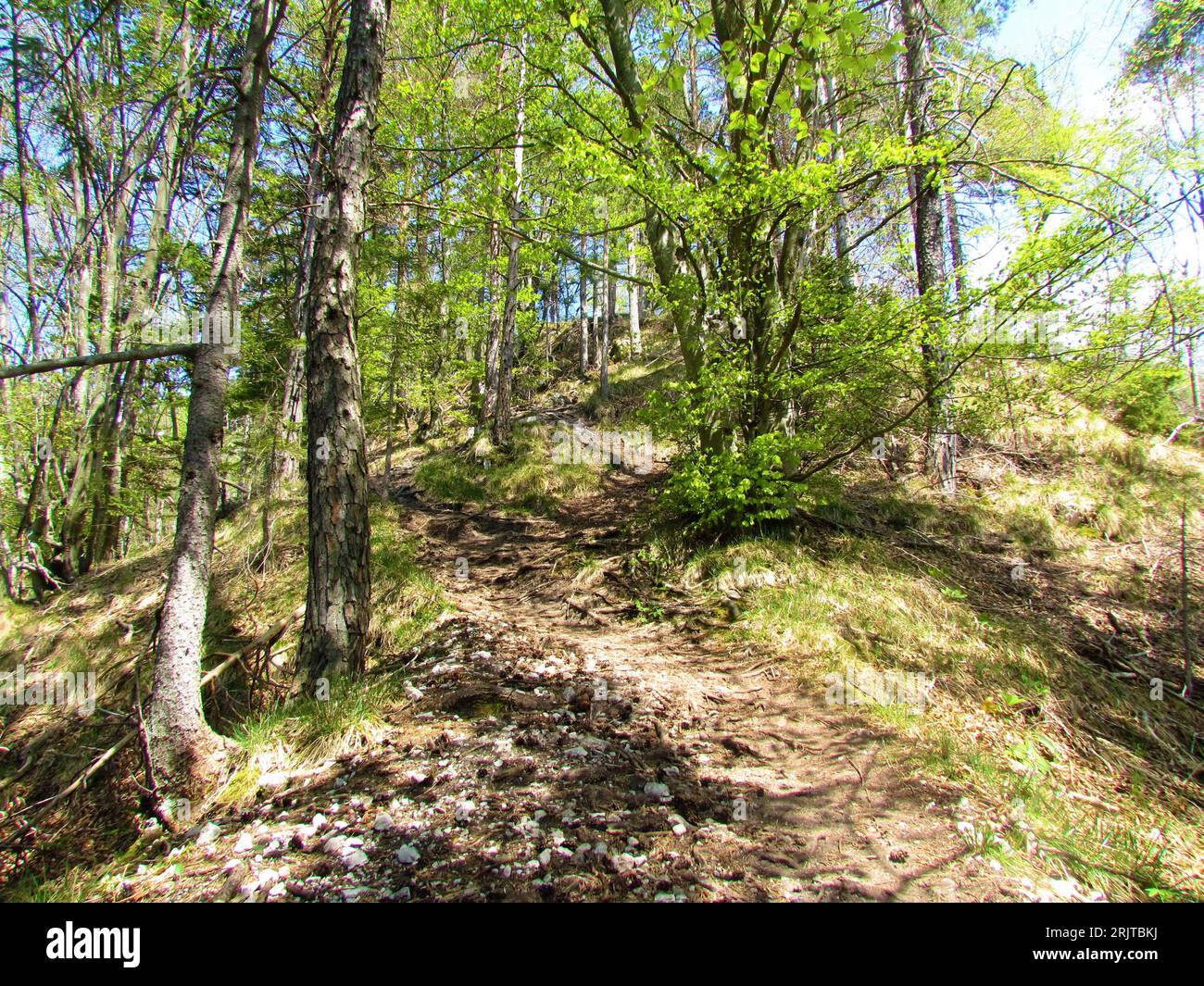 Mixed broadleaf and conifer forest of beech and pine in fresh green ...