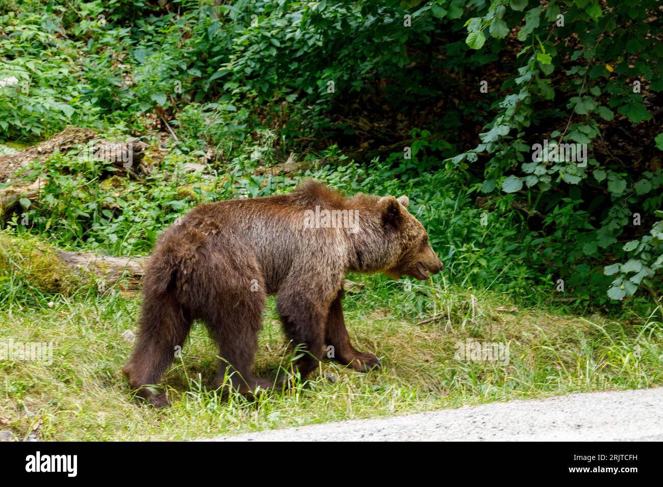 European Brown Bear in the Carpathians of Romania Stock Photo - Alamy