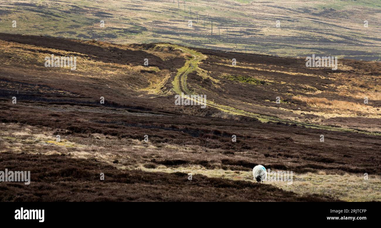 Stanhope common hi-res stock photography and images - Alamy