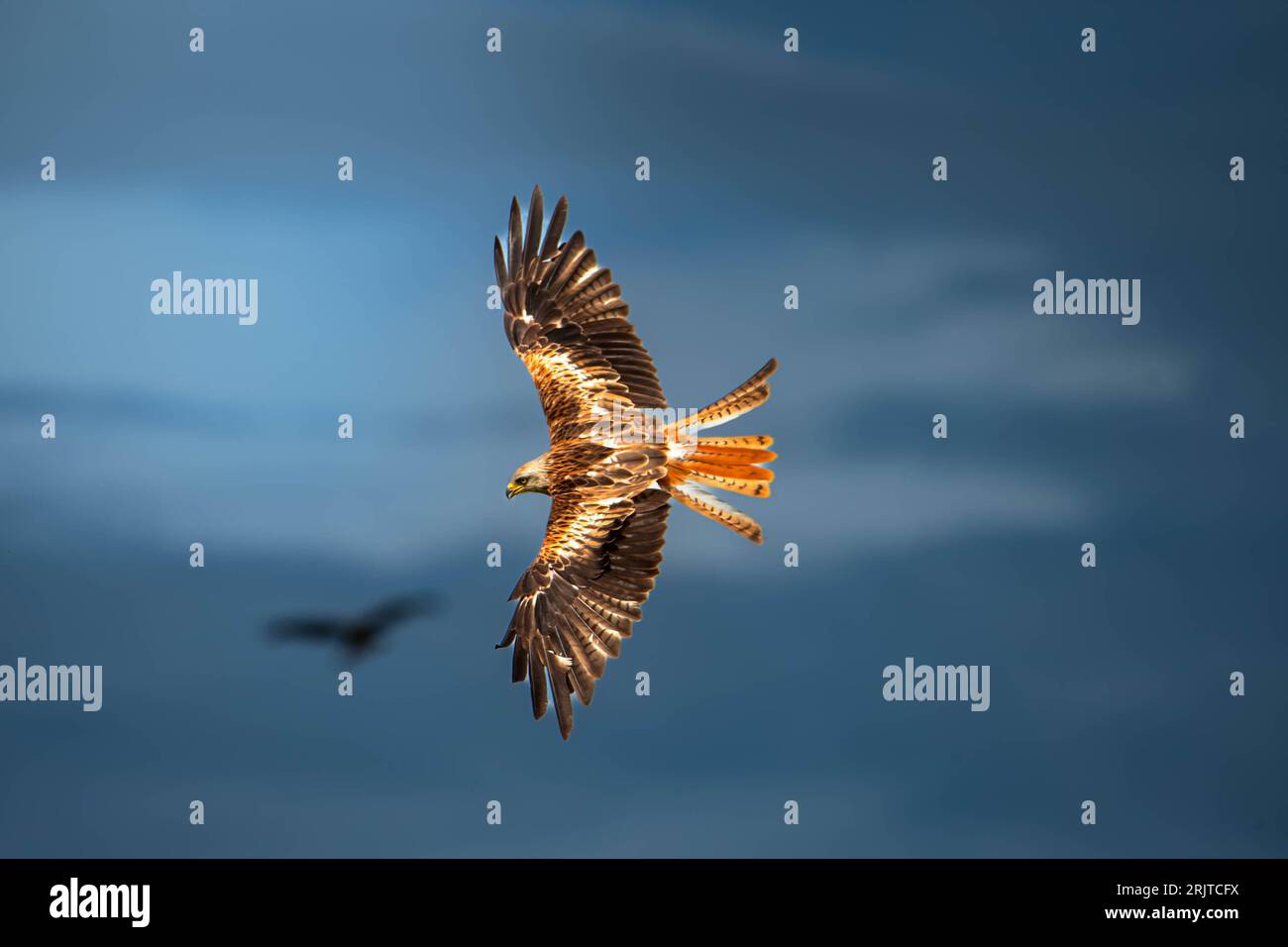 beautiful red kites hunting in flight Stock Photo - Alamy