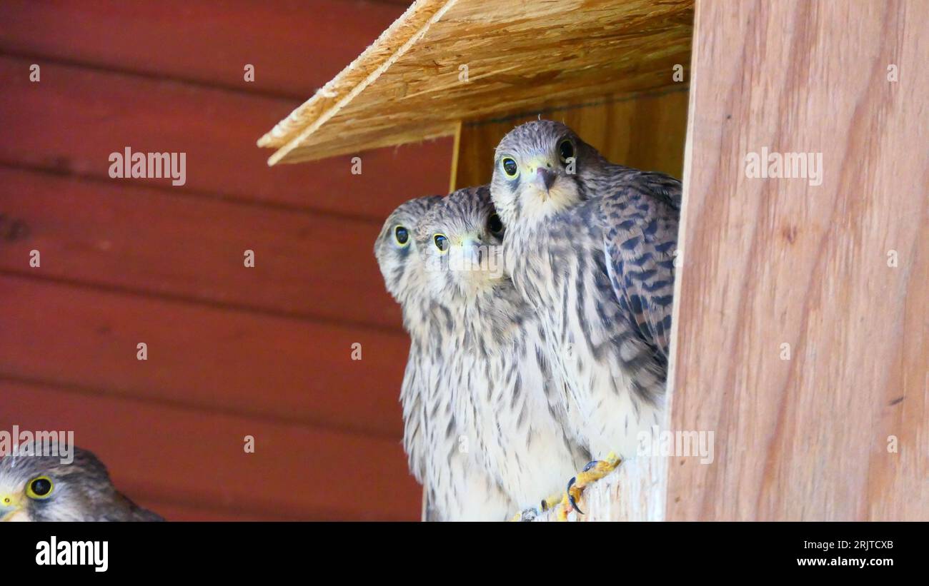 Small Common kestrel birds perched atop a wooden birdhouse structure ...