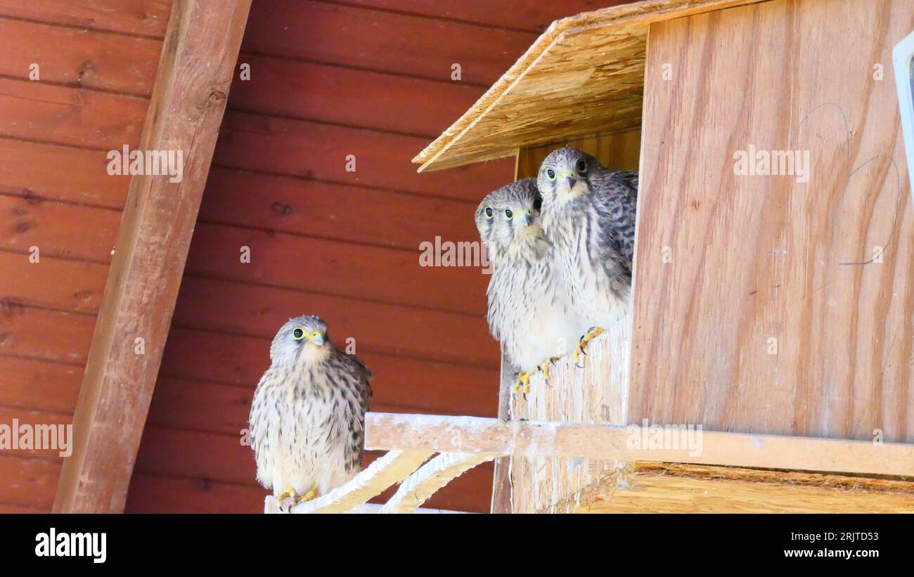 Small Common kestrel birds perched atop a wooden birdhouse structure ...