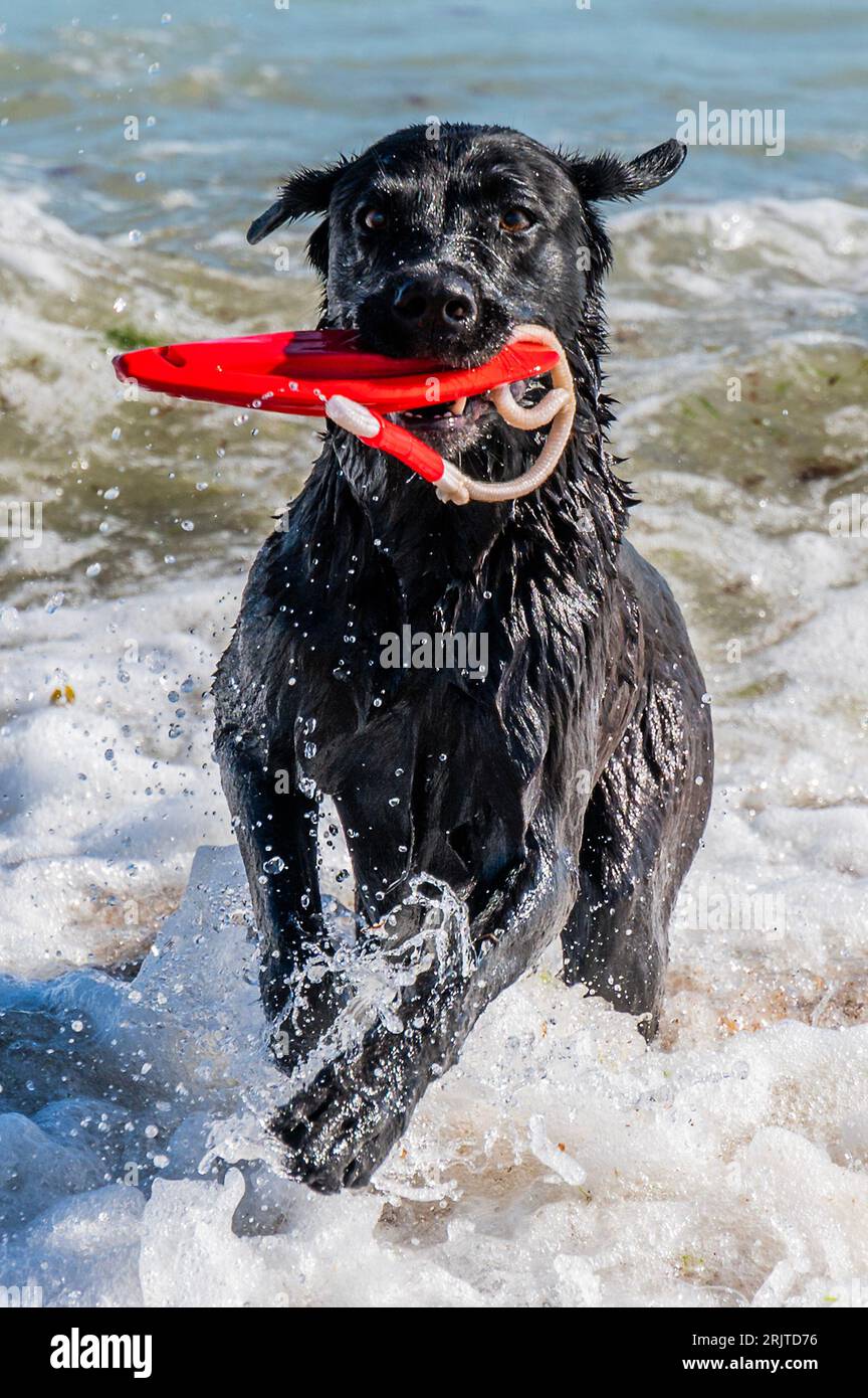 A black labrador enjoys the surf with its floating toy - People enjoy ...