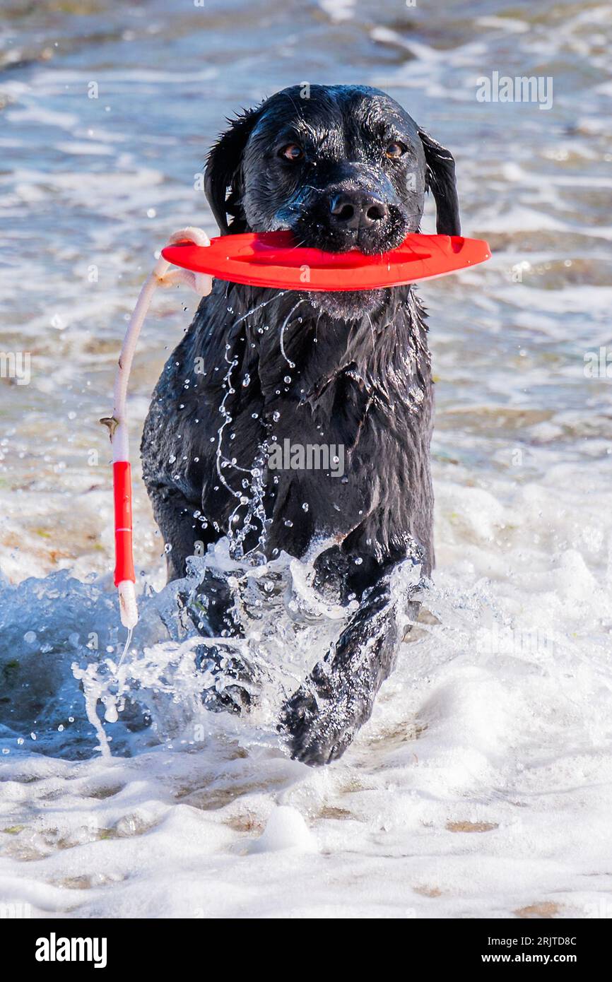 A black labrador enjoys the surf with its floating toy - People enjoy ...