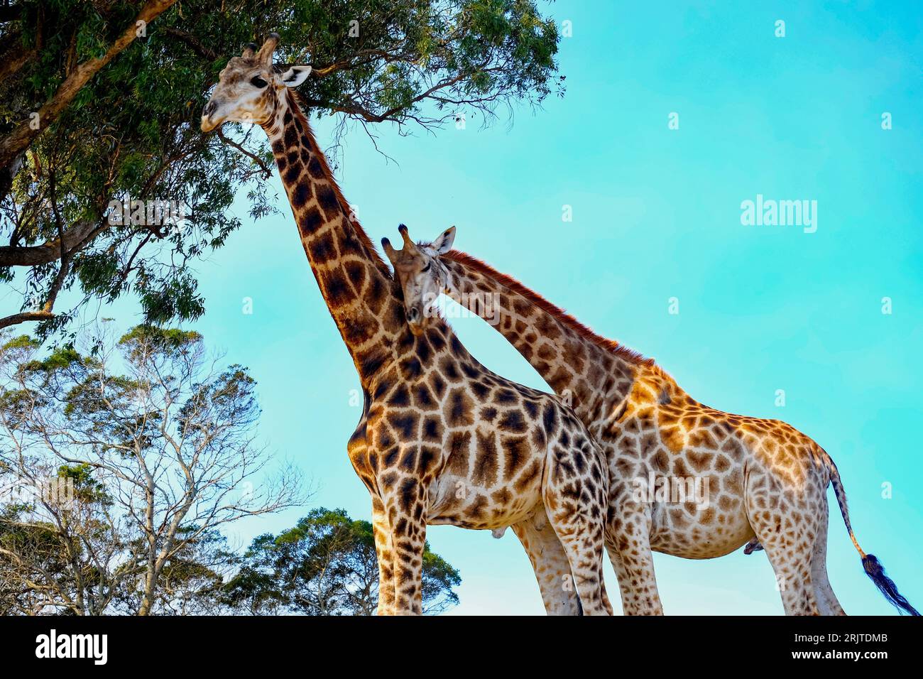 Two giraffe animals stand side by side in a savannah environment ...