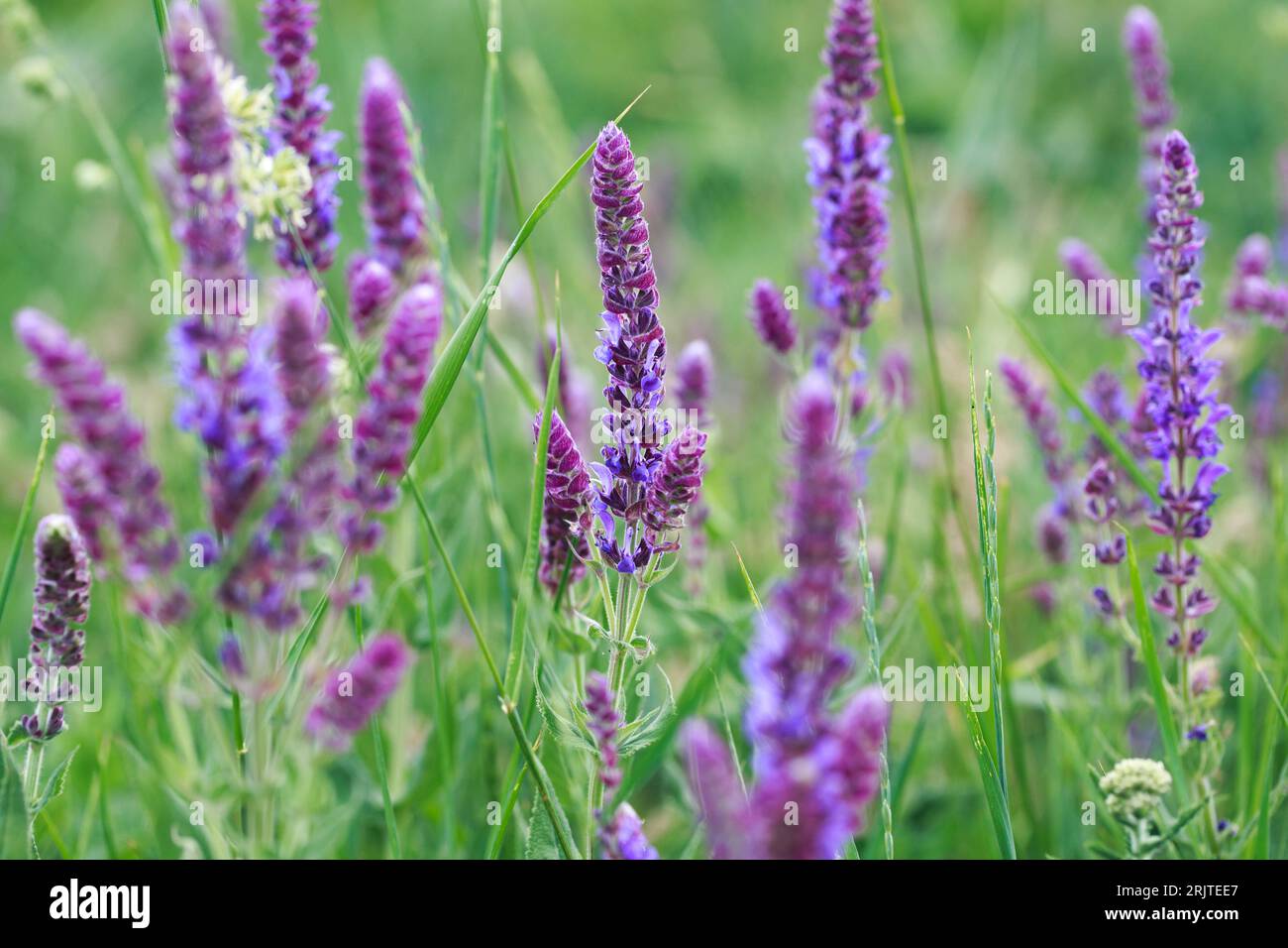 Sage blooming in the garden. Wild glade in nature. summer landscape ...