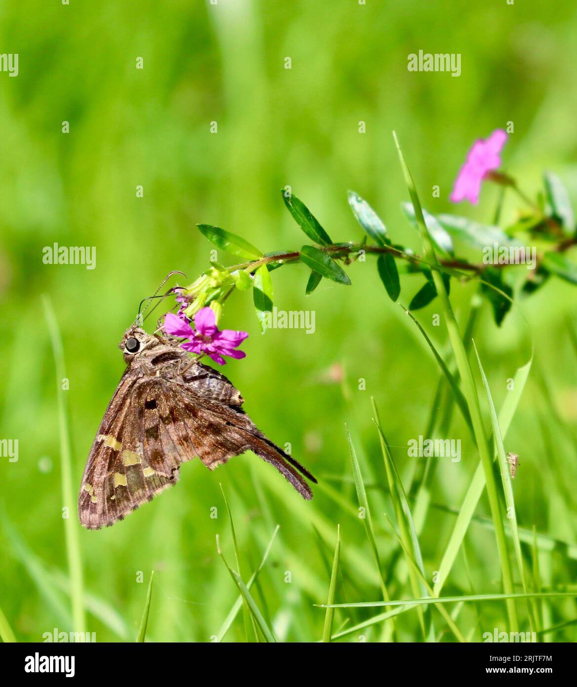 Beautiful Tropical Long-Tailed Skipper Butterfly Stock Photo - Alamy