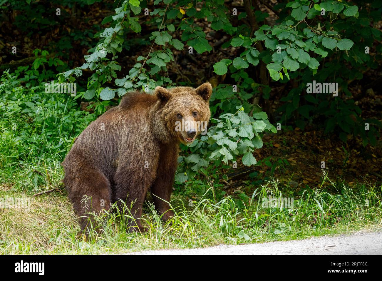 European Brown Bear in the Carpathians of Romania Stock Photo - Alamy