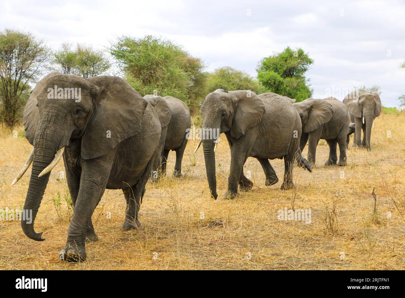 Herd african elephants roaming hi-res stock photography and images - Alamy