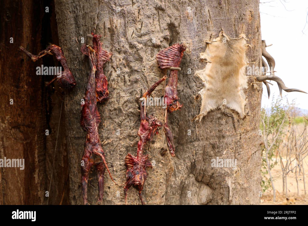 Dead animals hi-res stock photography and images - Alamy