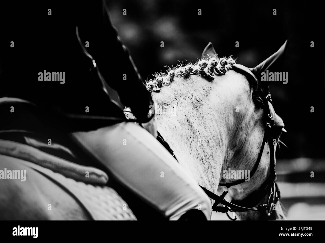 In black-and-white photo a rider sits on a white horse with beautiful ...