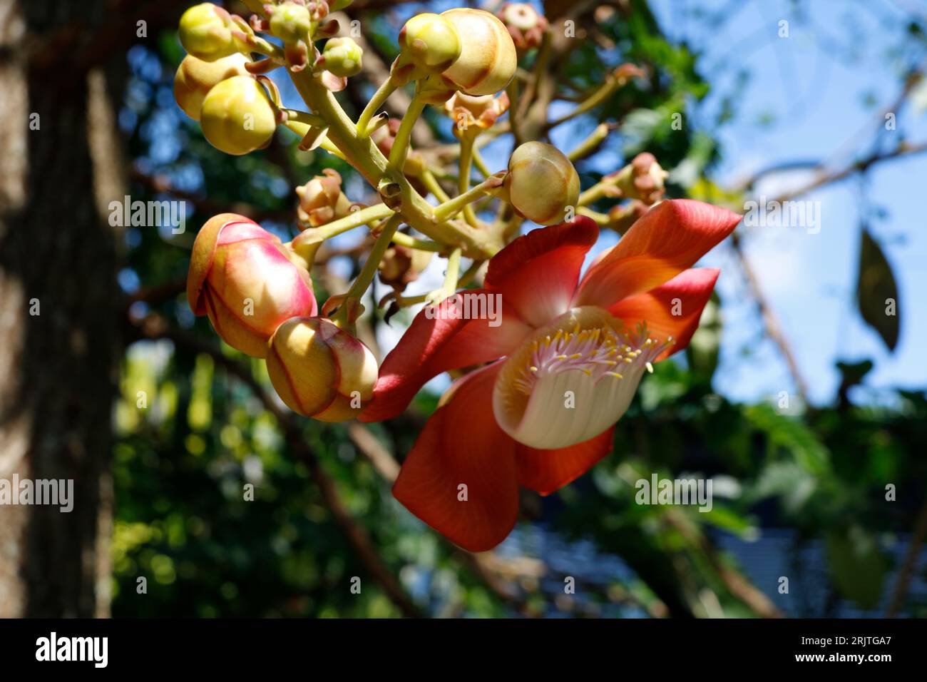 A close-up of red Cannonball tree flowers growing next to trees Stock ...