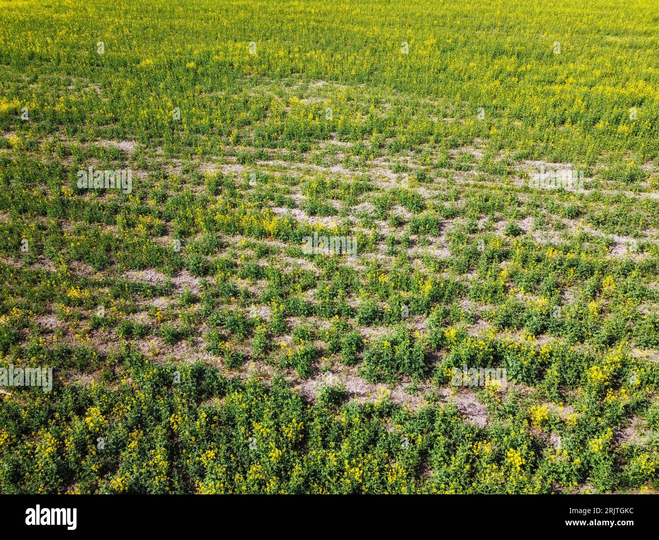Rape seedlings on a farm field. Blooming rapeseed, top view Stock Photo ...