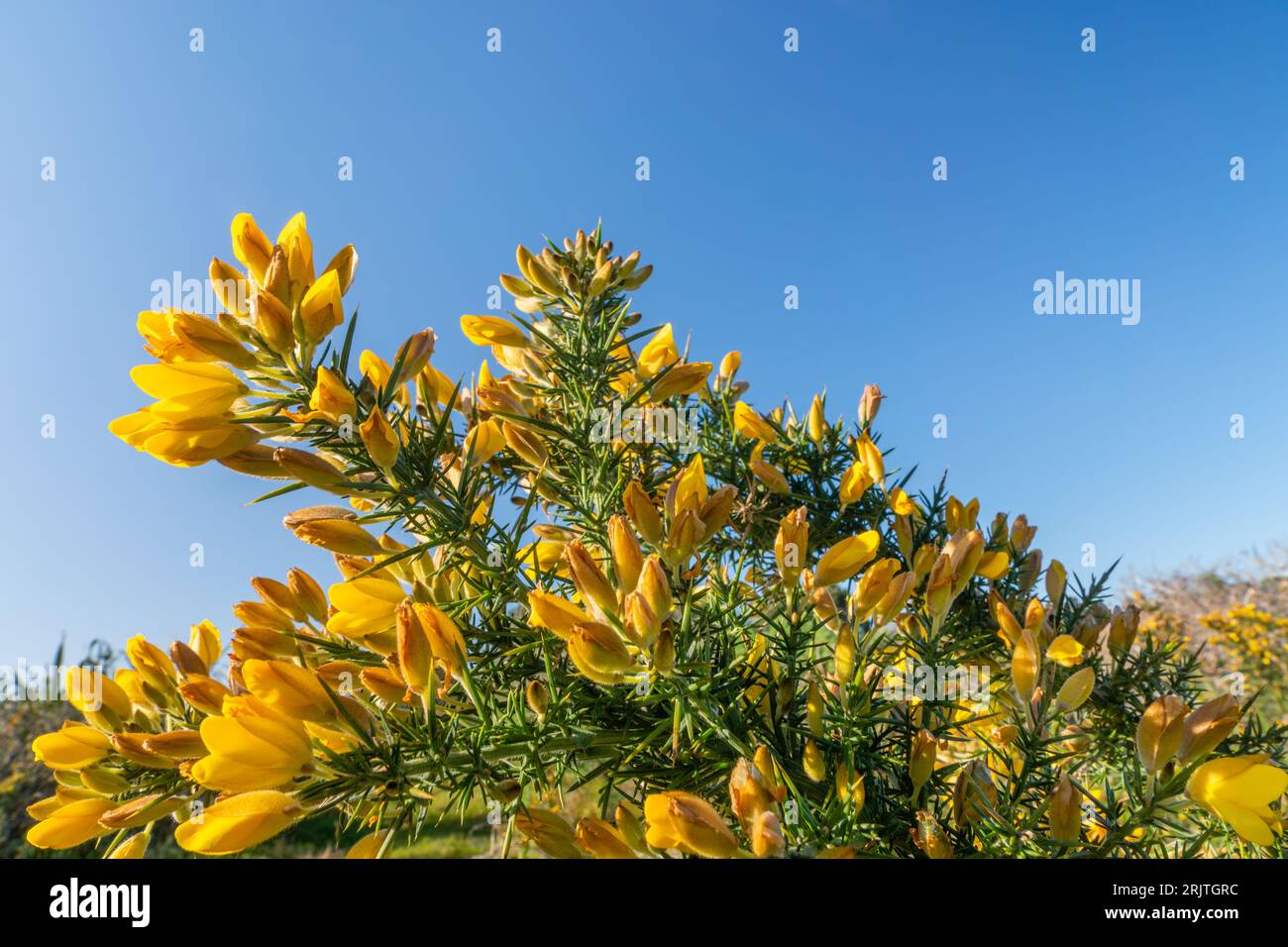 Ulex Europaeus Composition
