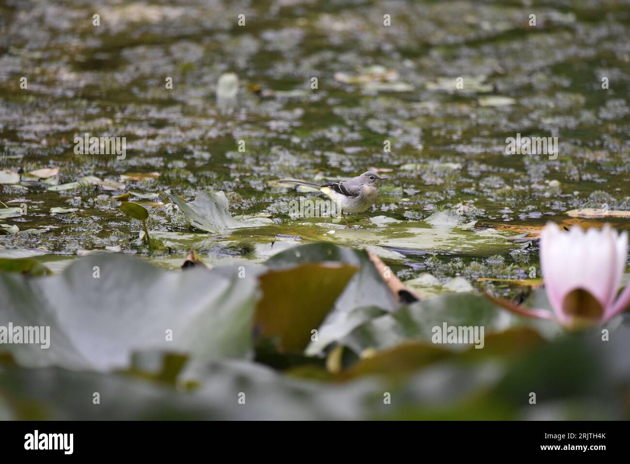 Walking across lily pads hi-res stock photography and images - Alamy