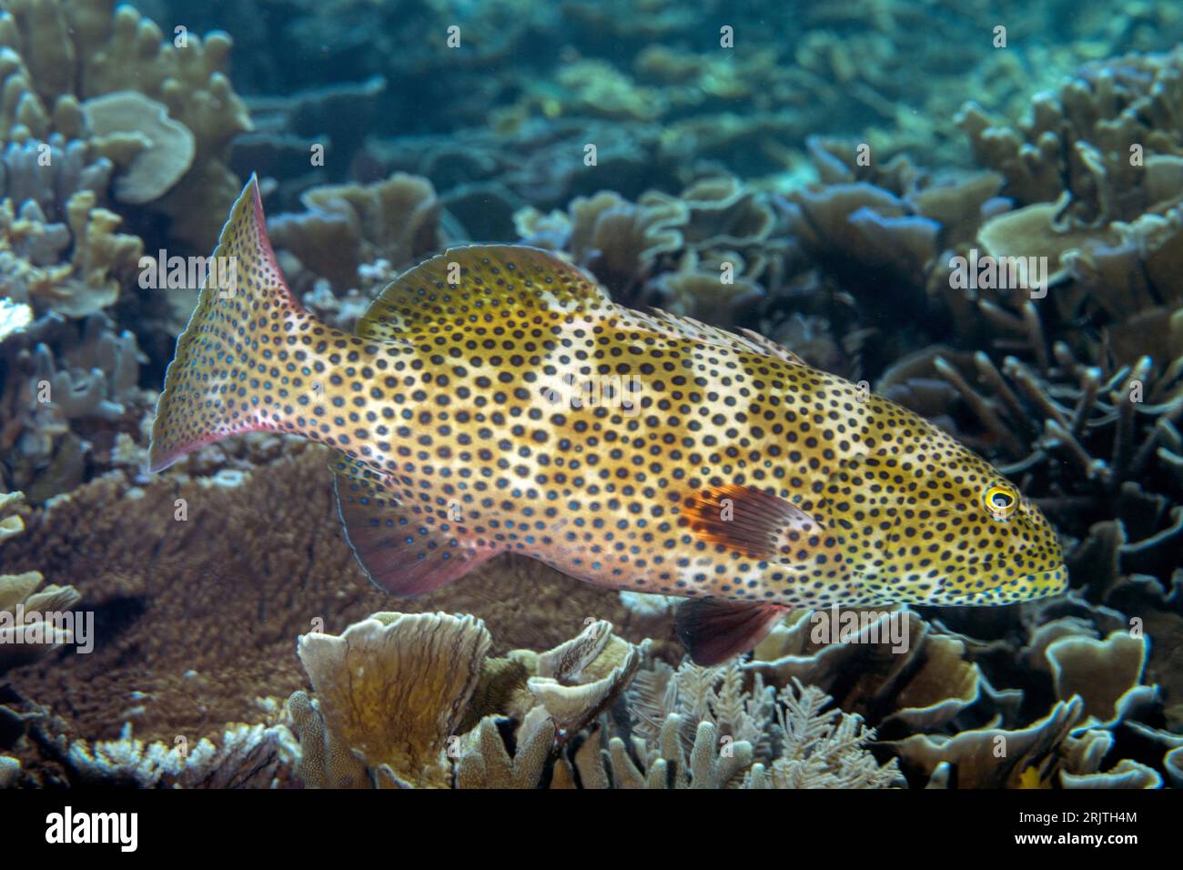 Coral grouper, Plectropomus pessuliferus, Raja Ampat Indonesia Stock ...
