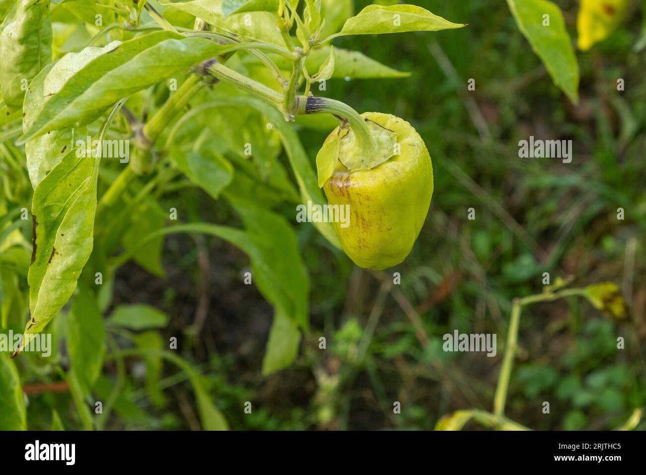 green peppers from organic farming Stock Photo - Alamy