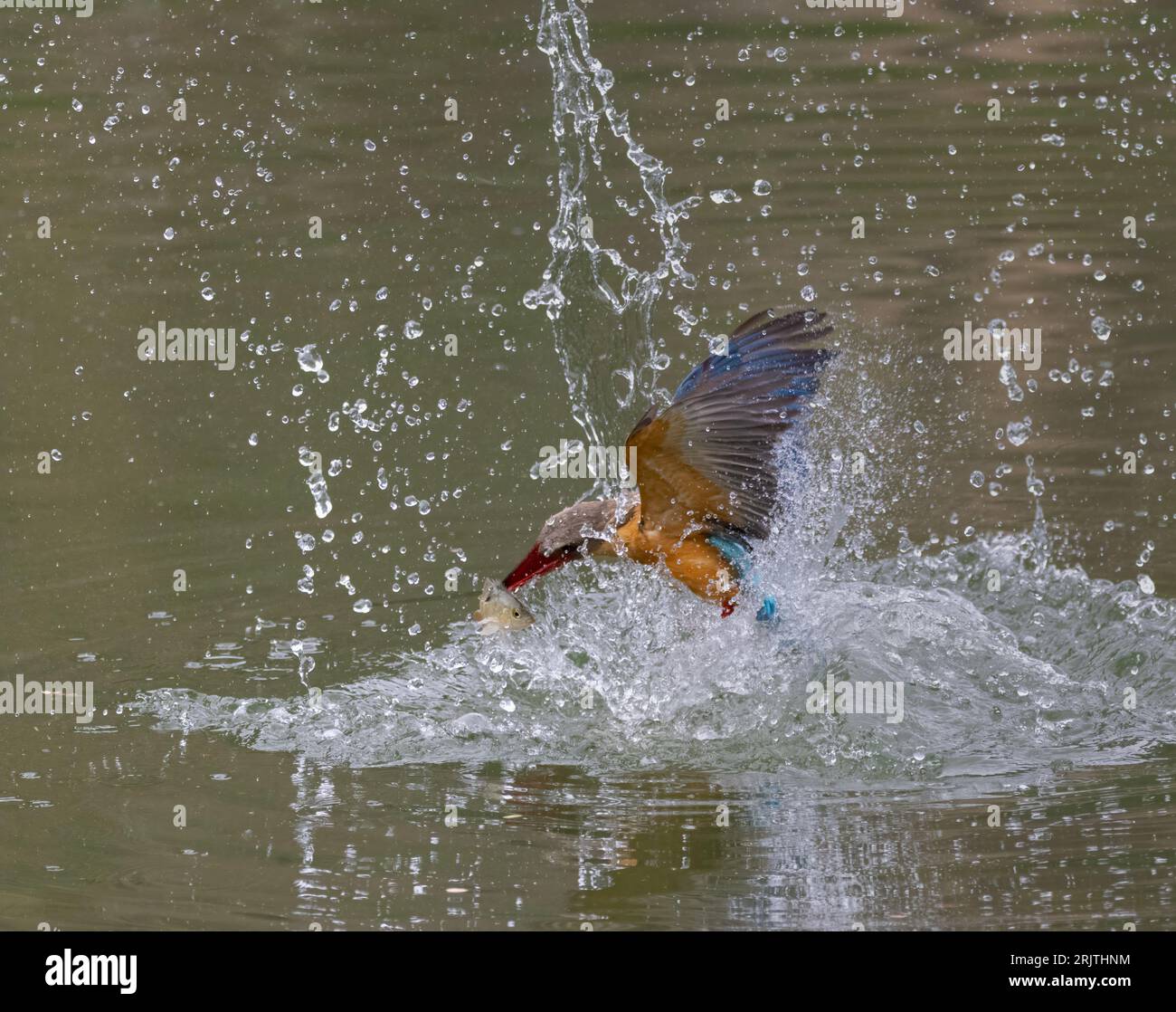 A picturesque scene of a kingfisher catching a fish from the water ...