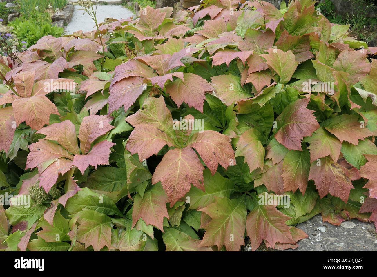 Rodgersia podophylla rotlaub hi-res stock photography and images - Alamy