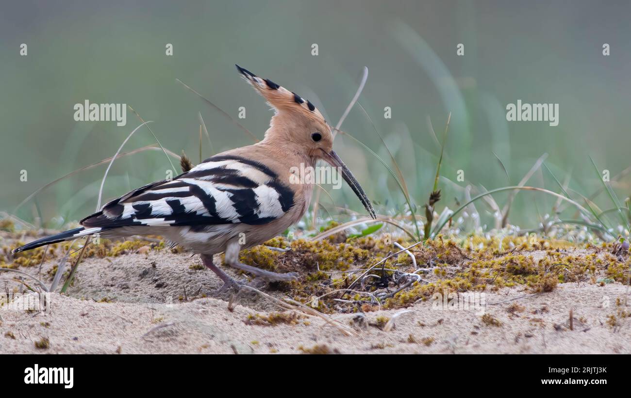 Hoopoe uk hi-res stock photography and images - Alamy
