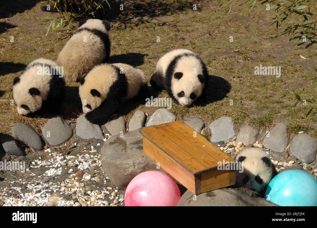 Panda ailuropoda reserch hi-res stock photography and images - Alamy