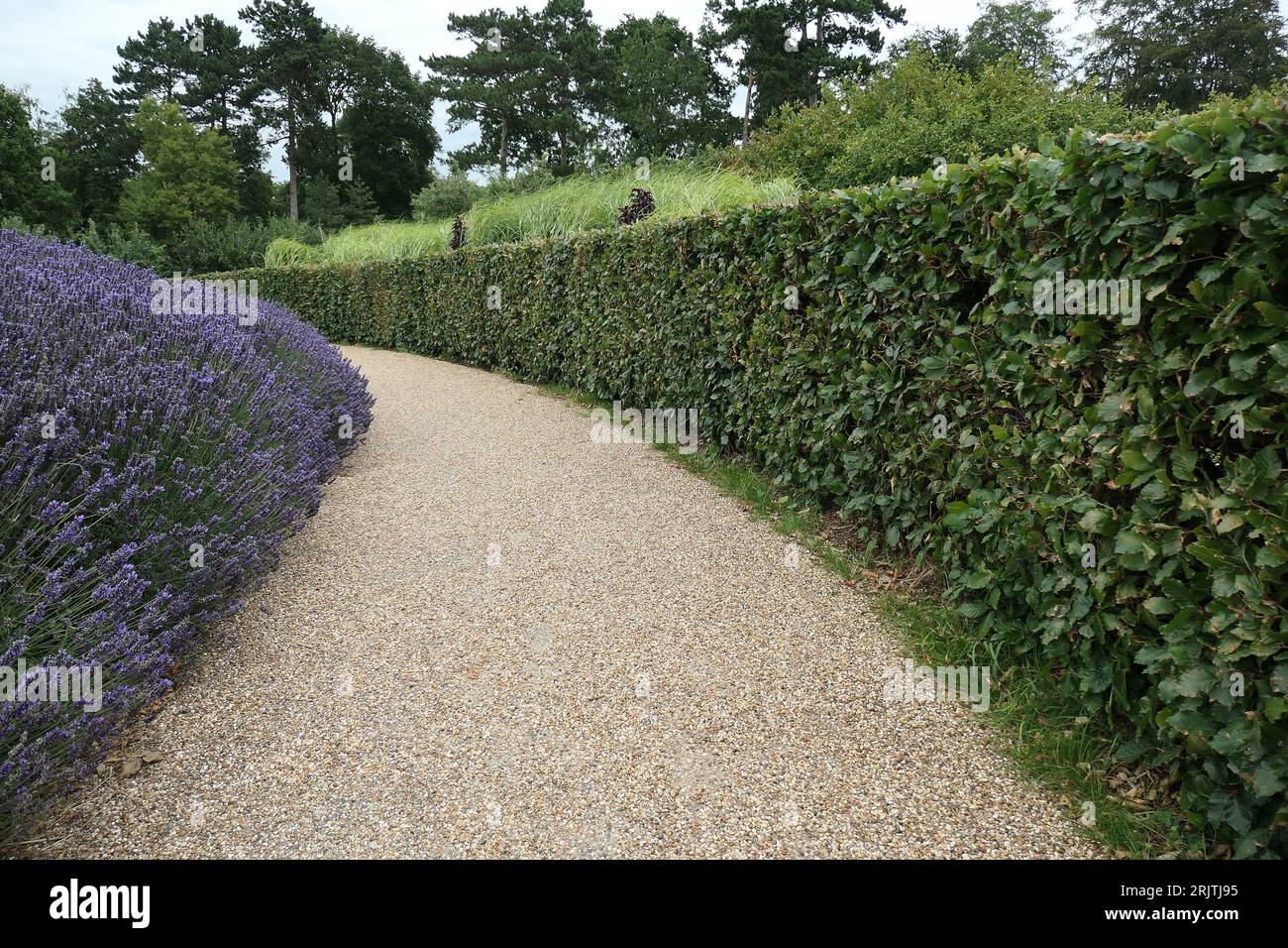 Closeup of the purple-blue flowering low hedge of Lavandula ...