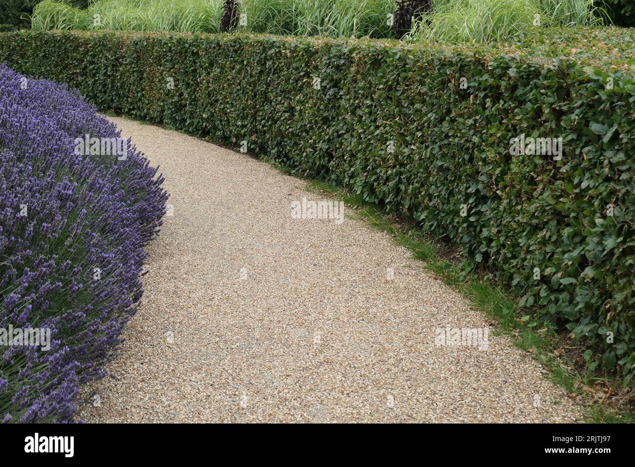 Beech hedge planting hi-res stock photography and images - Alamy