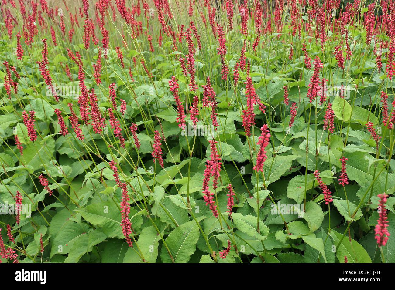 Closeup of the clump forming salmon-red flowers green leaves of the ...