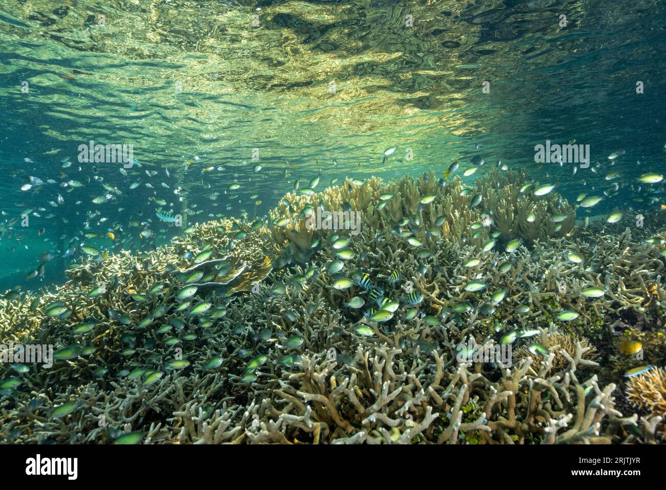 Damsels over shallow stony corals howering to pick up planktons, Gam ...
