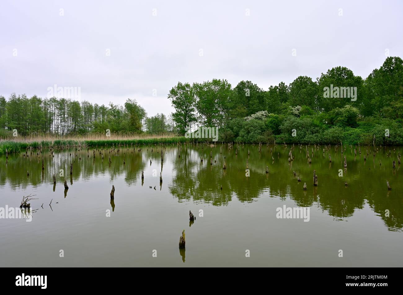 The drowned forest is a recreational forest that has been used as a ...