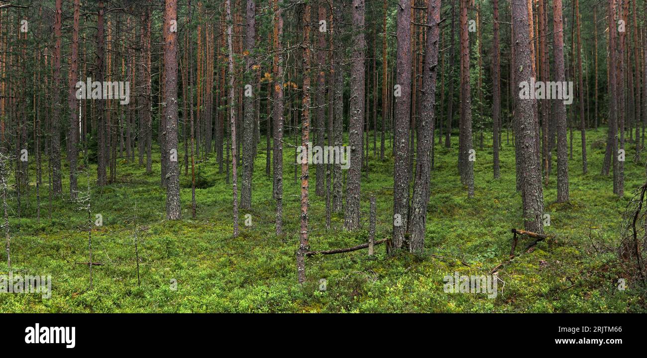 natural landscape, pine boreal forest with moss undergrowth, coniferous ...