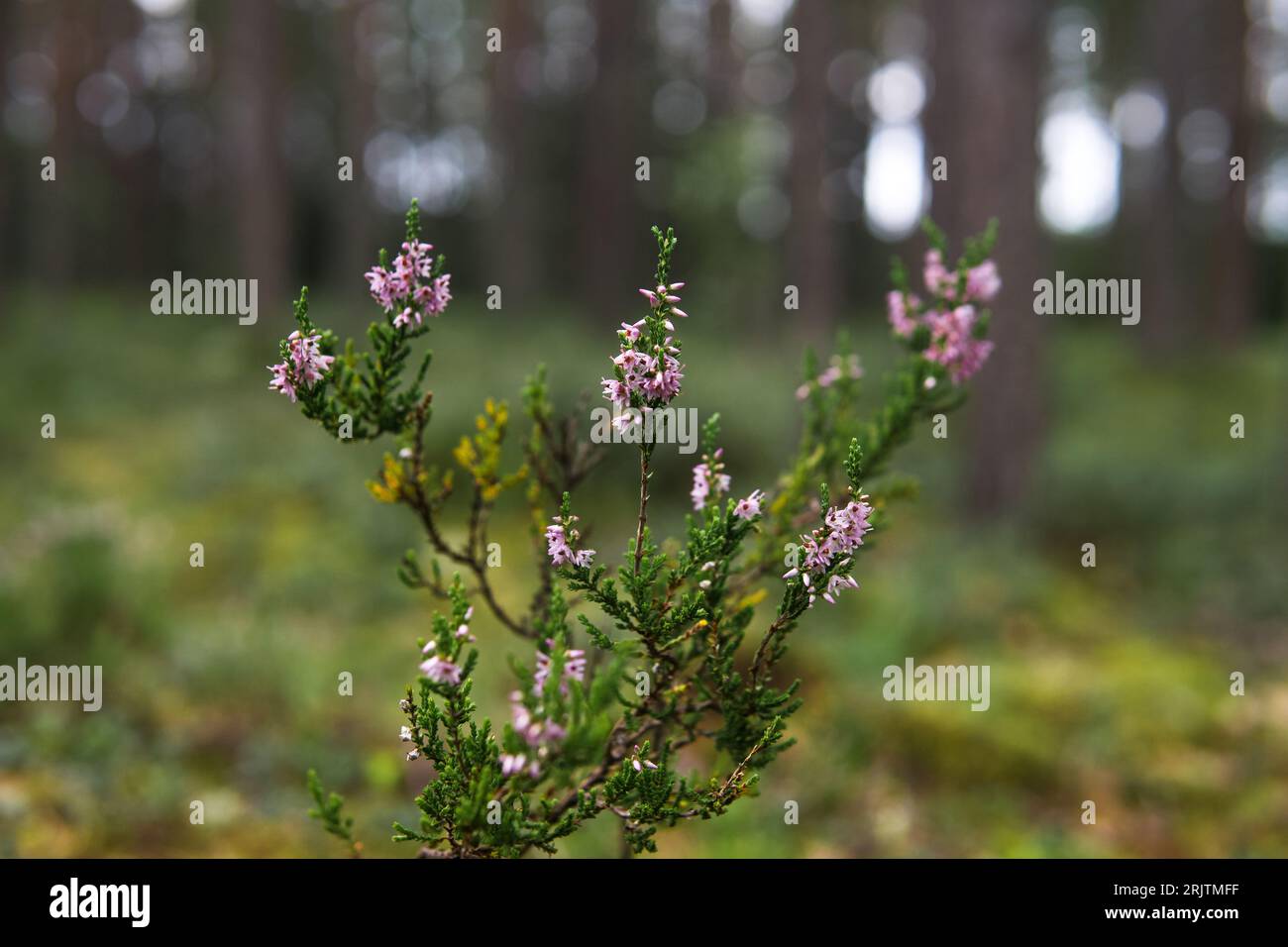flowering twig of heather on a natural blurred background Stock Photo ...
