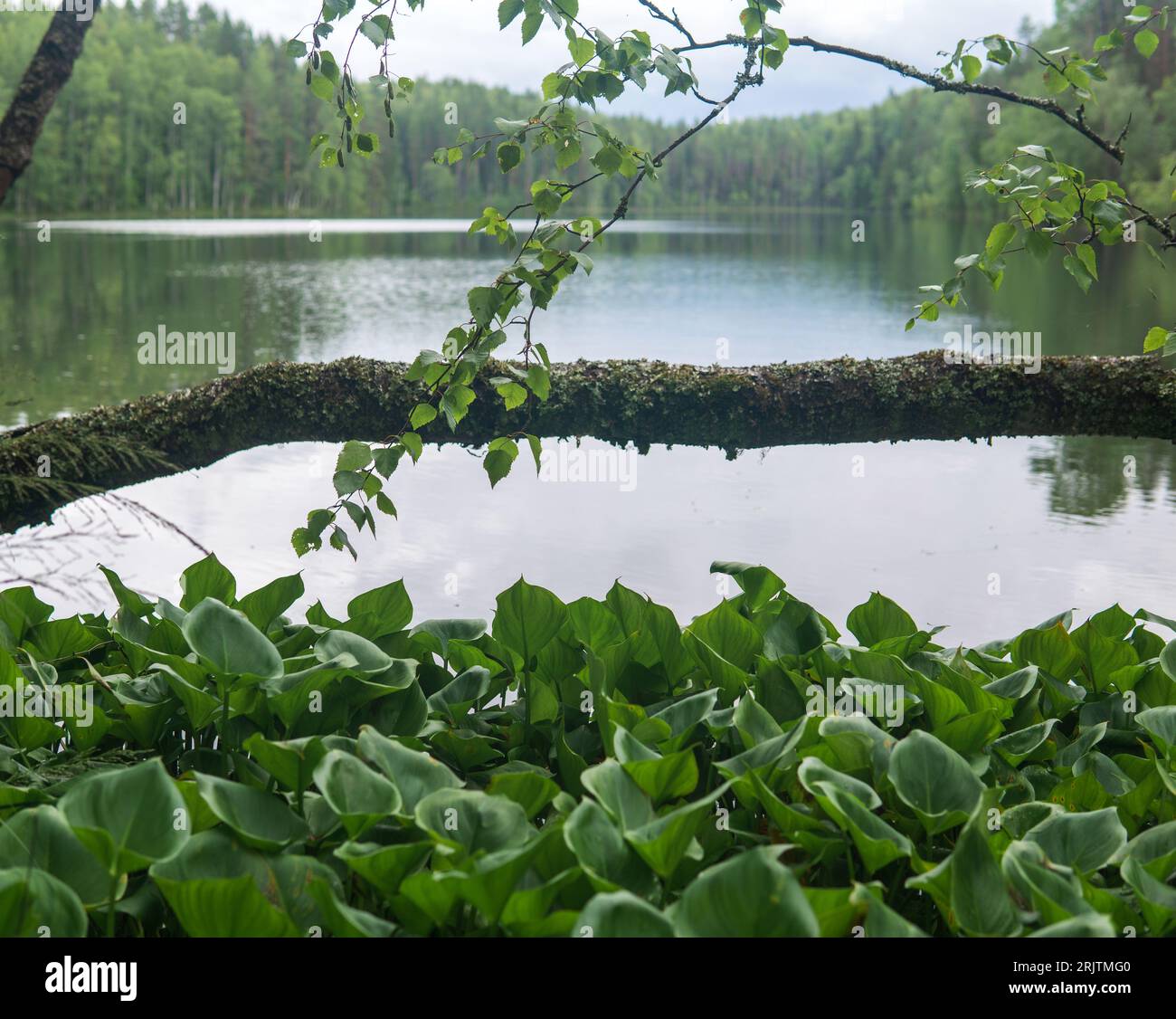 View lake from forest hi-res stock photography and images - Alamy