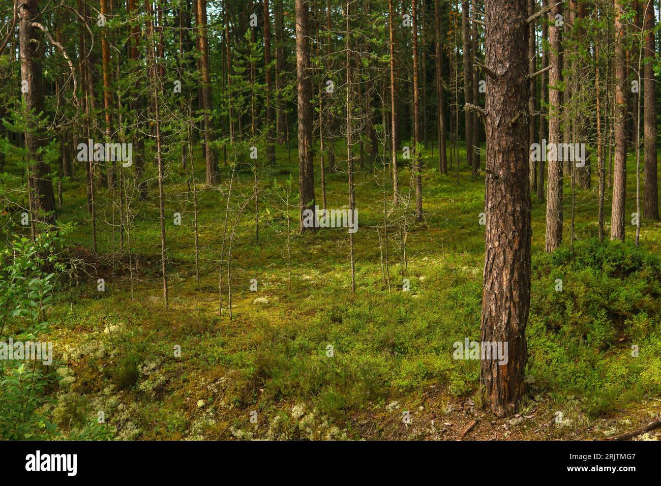 natural landscape, pine boreal forest with moss undergrowth, coniferous taiga Stock Photo - Alamy