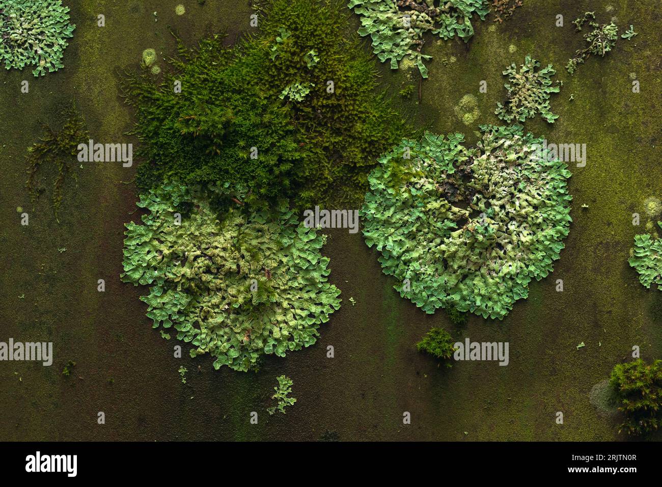background, texture - surface covered with lichens and moss Stock Photo - Alamy