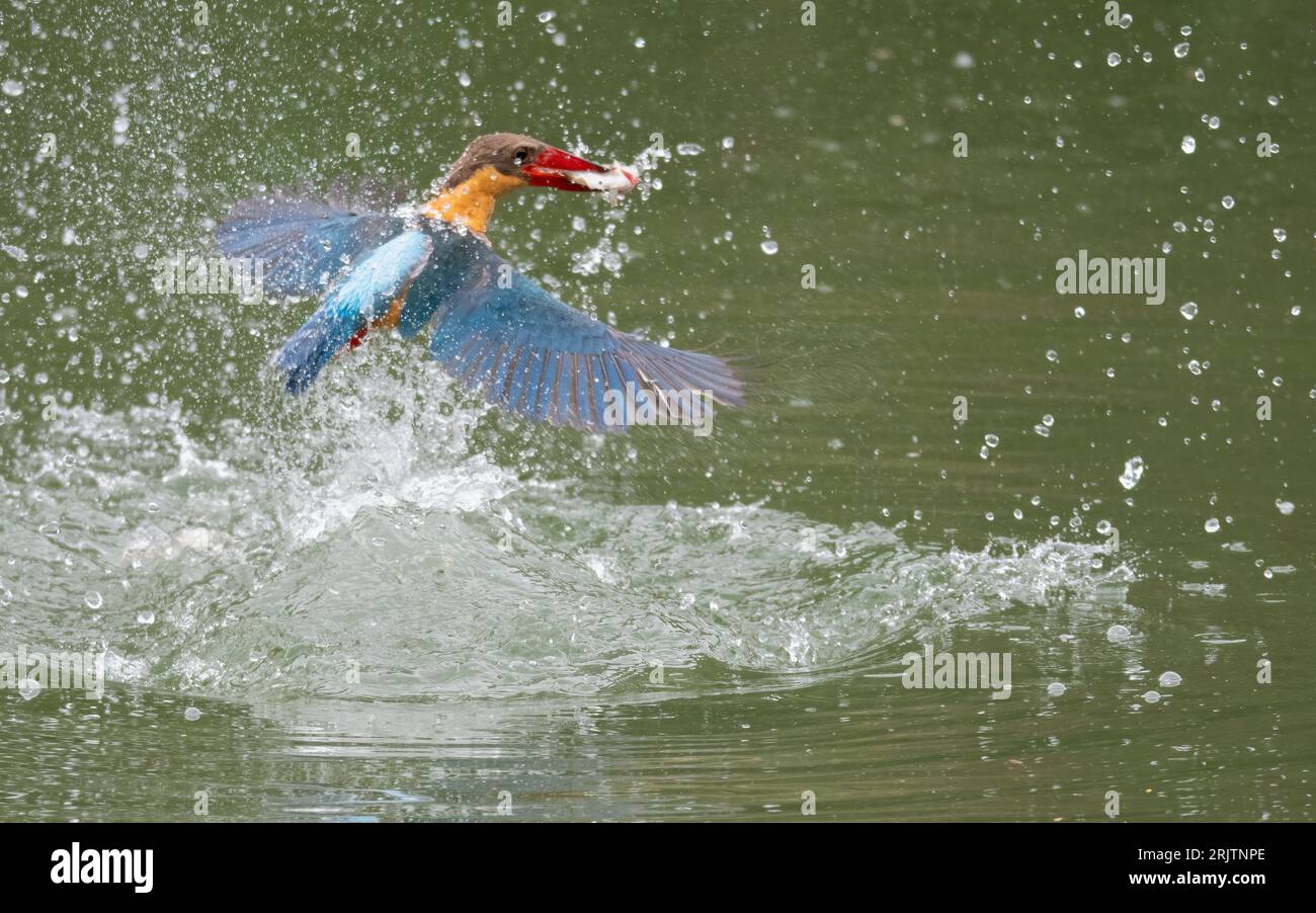 A scene of a kingfisher catching a fish from the water, creating a ...